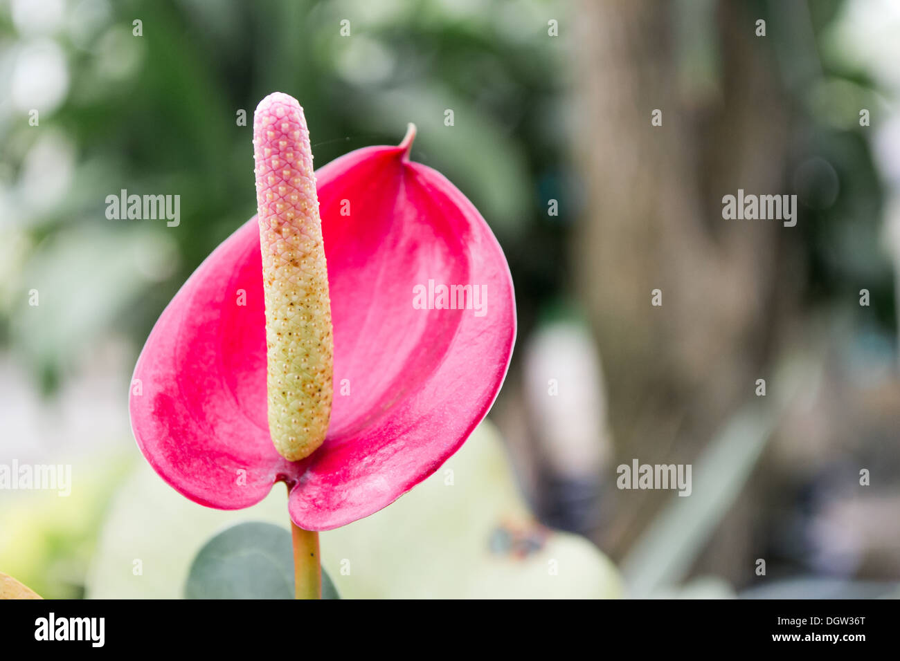I like spadix and pollen because it has a bright red color Stock Photo ...