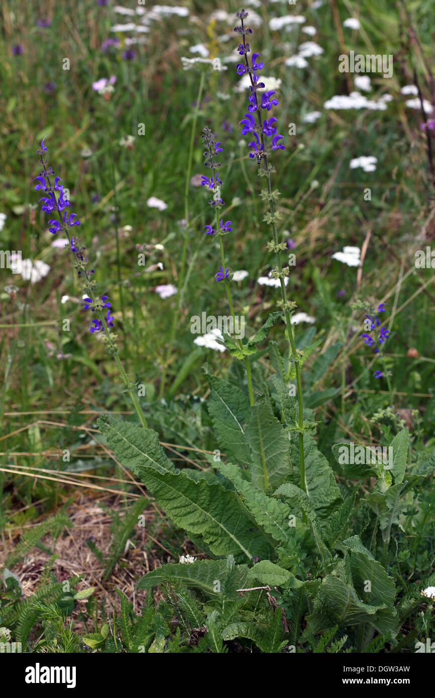 Sage grass hi-res stock photography and images - Alamy