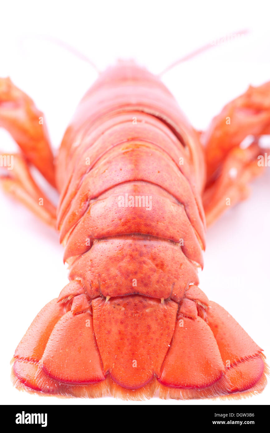 Cooked red lobster hi-res stock photography and images - Alamy