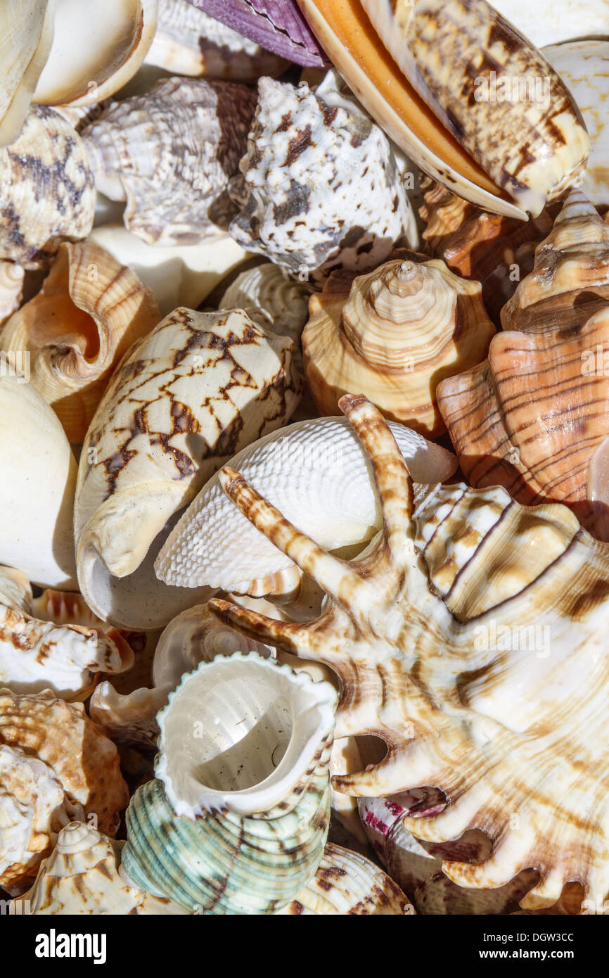 collection of shells Stock Photo - Alamy