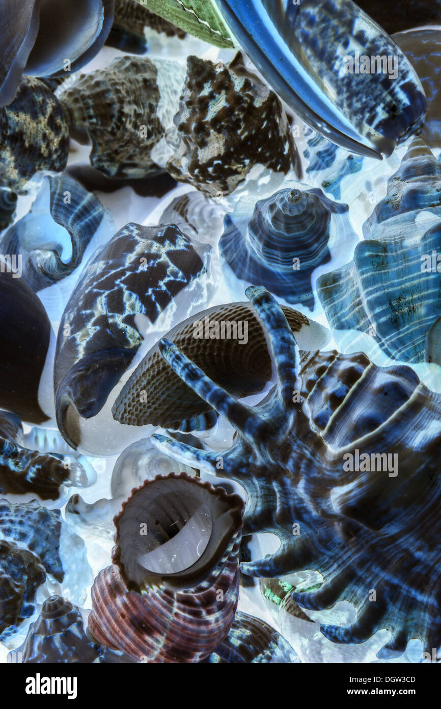 collection of shells in blue Stock Photo - Alamy
