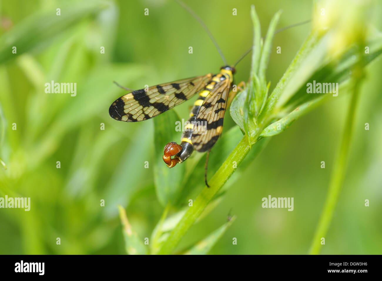 Common Scorpion Fly Stock Photo - Alamy