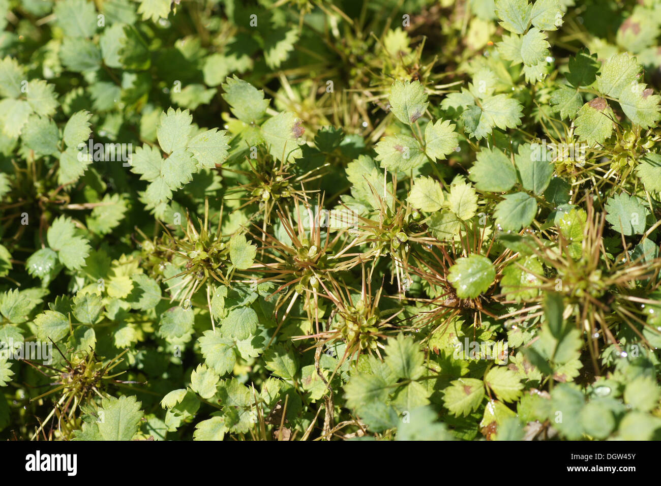 Acaena hi-res stock photography and images - Alamy