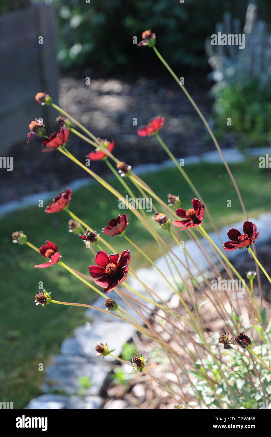 Chocolate cosmos hi-res stock photography and images - Alamy