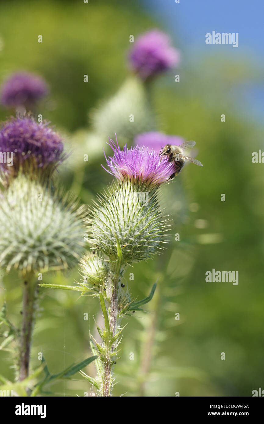 Common thistles cirsium lanceolatum hi-res stock photography and images ...