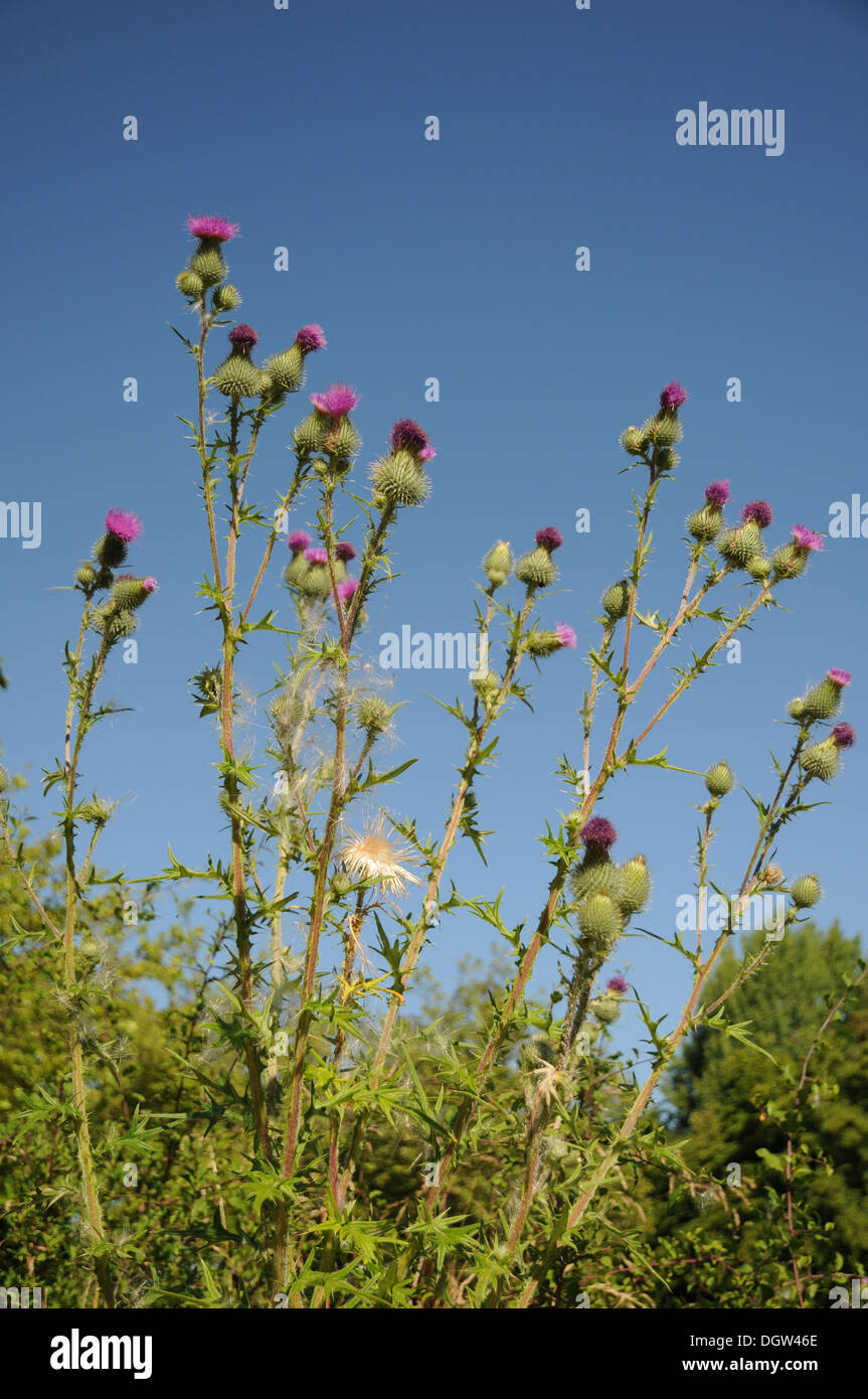 Common thistles cirsium lanceolatum hi-res stock photography and images ...