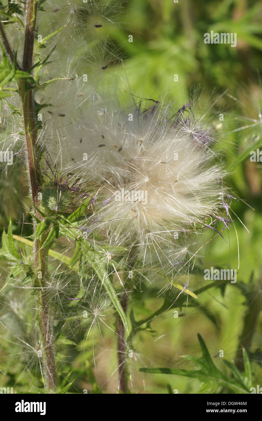Common thistles cirsium lanceolatum hi-res stock photography and images ...