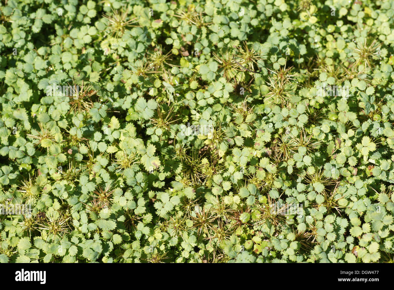 Acaena High Resolution Stock Photography and Images - Alamy