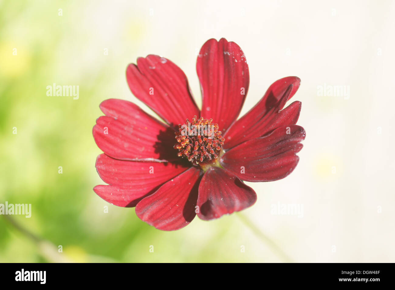 Chocolate cosmos hi-res stock photography and images - Alamy