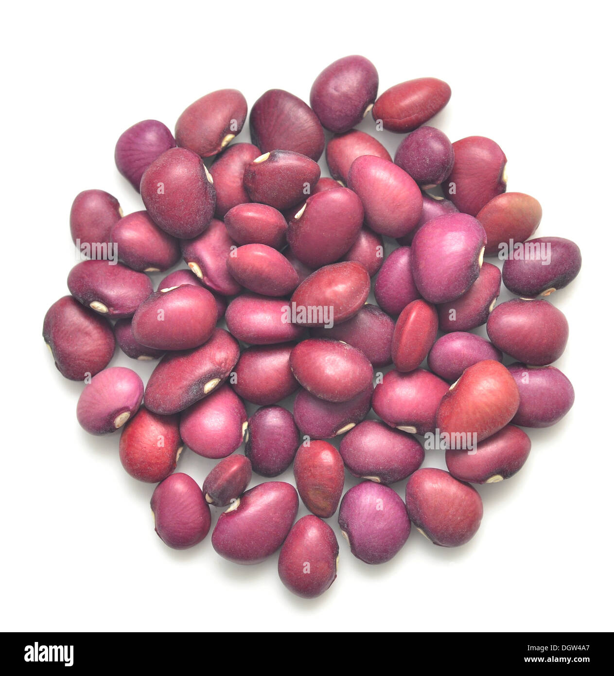 One bean kidney Cut Out Stock Images & Pictures - Alamy