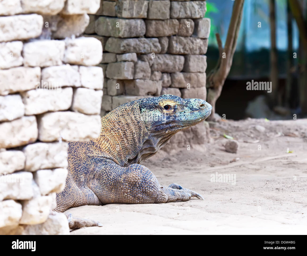 Huge monitor lizard Stock Photo - Alamy