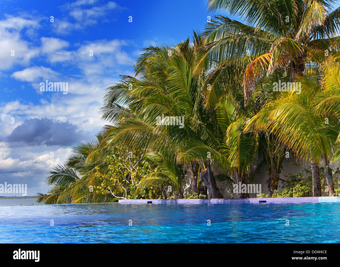 pool and a palm tree Stock Photo - Alamy