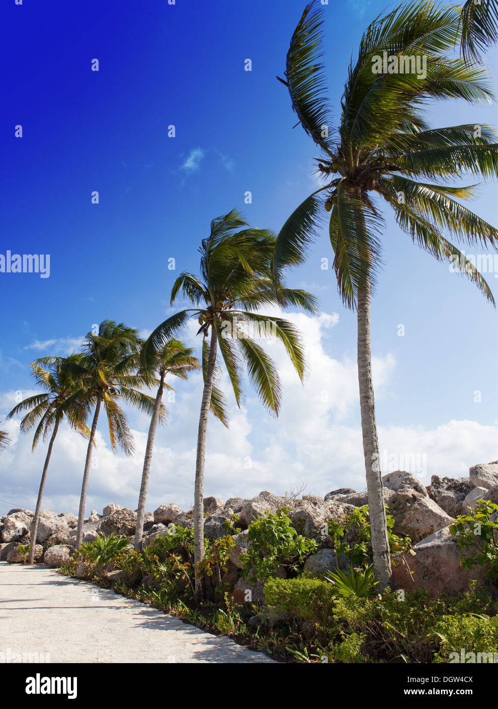 Row of palm trees hi-res stock photography and images - Alamy