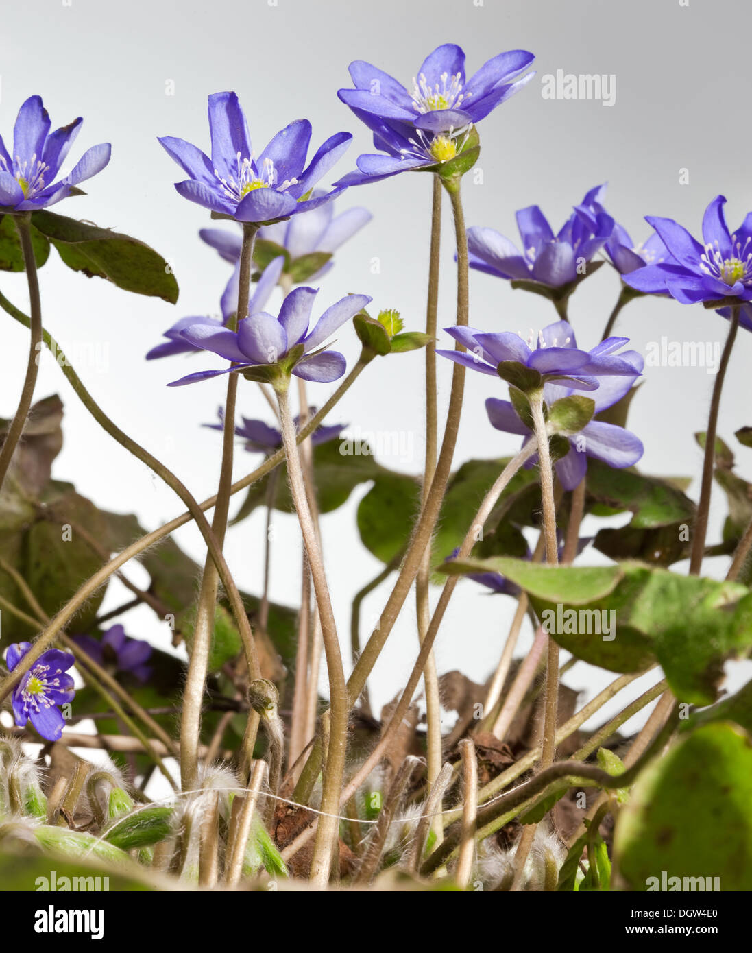 Dark blue Snowdrops Stock Photo - Alamy