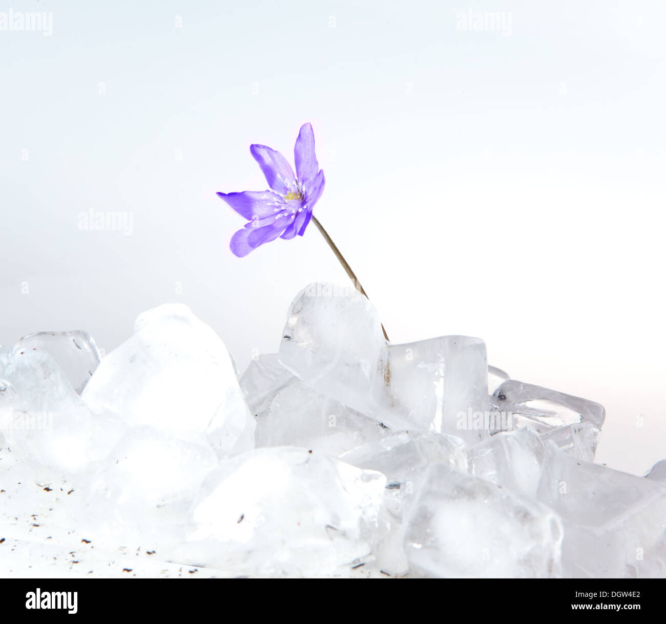 Snowdrop, growing from ice Stock Photo - Alamy