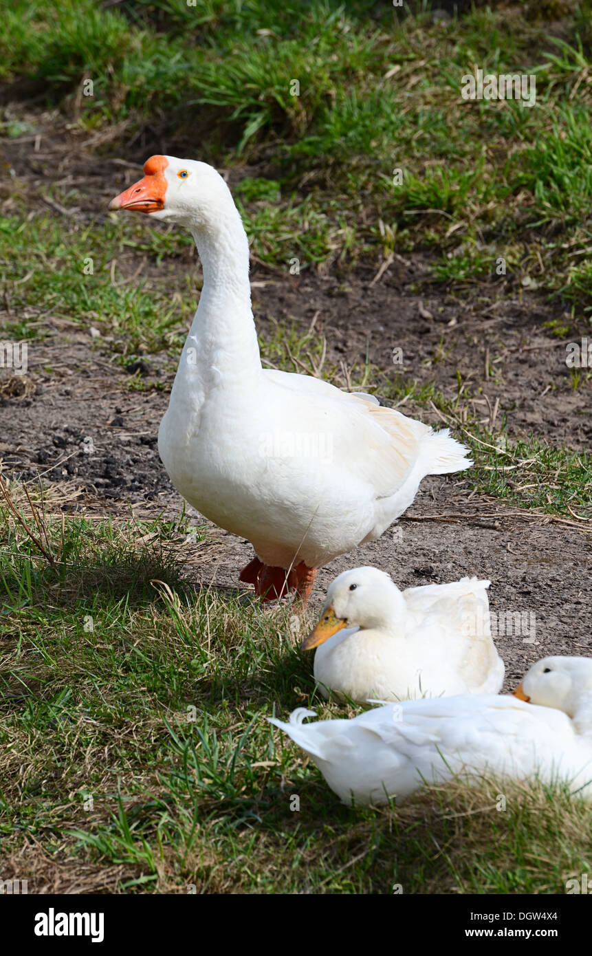 Geese in grass hi-res stock photography and images - Alamy
