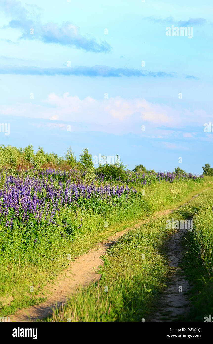 Group lupin flowers lupinus hi-res stock photography and images - Alamy