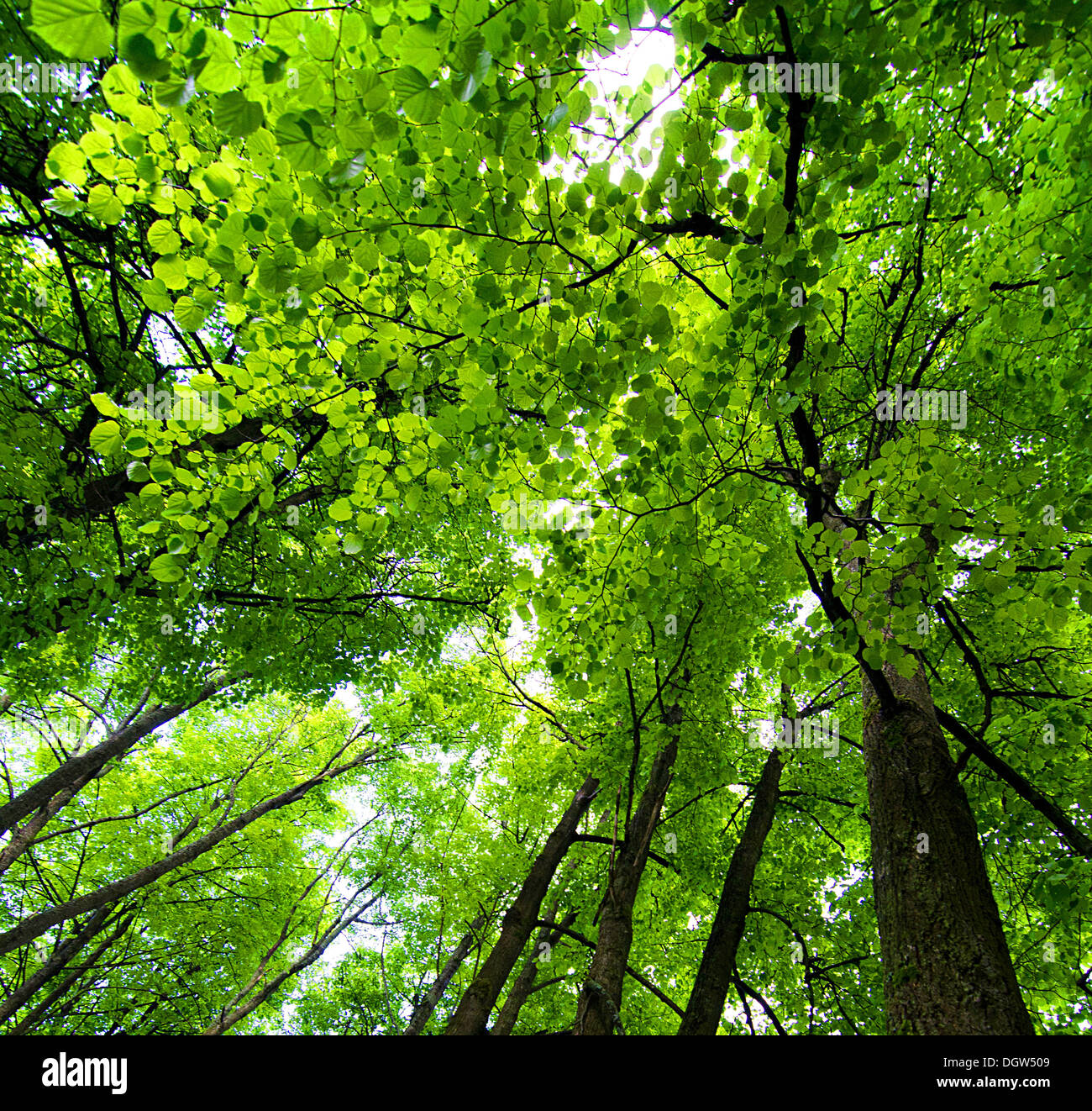 Crone trees in forest hi-res stock photography and images - Alamy