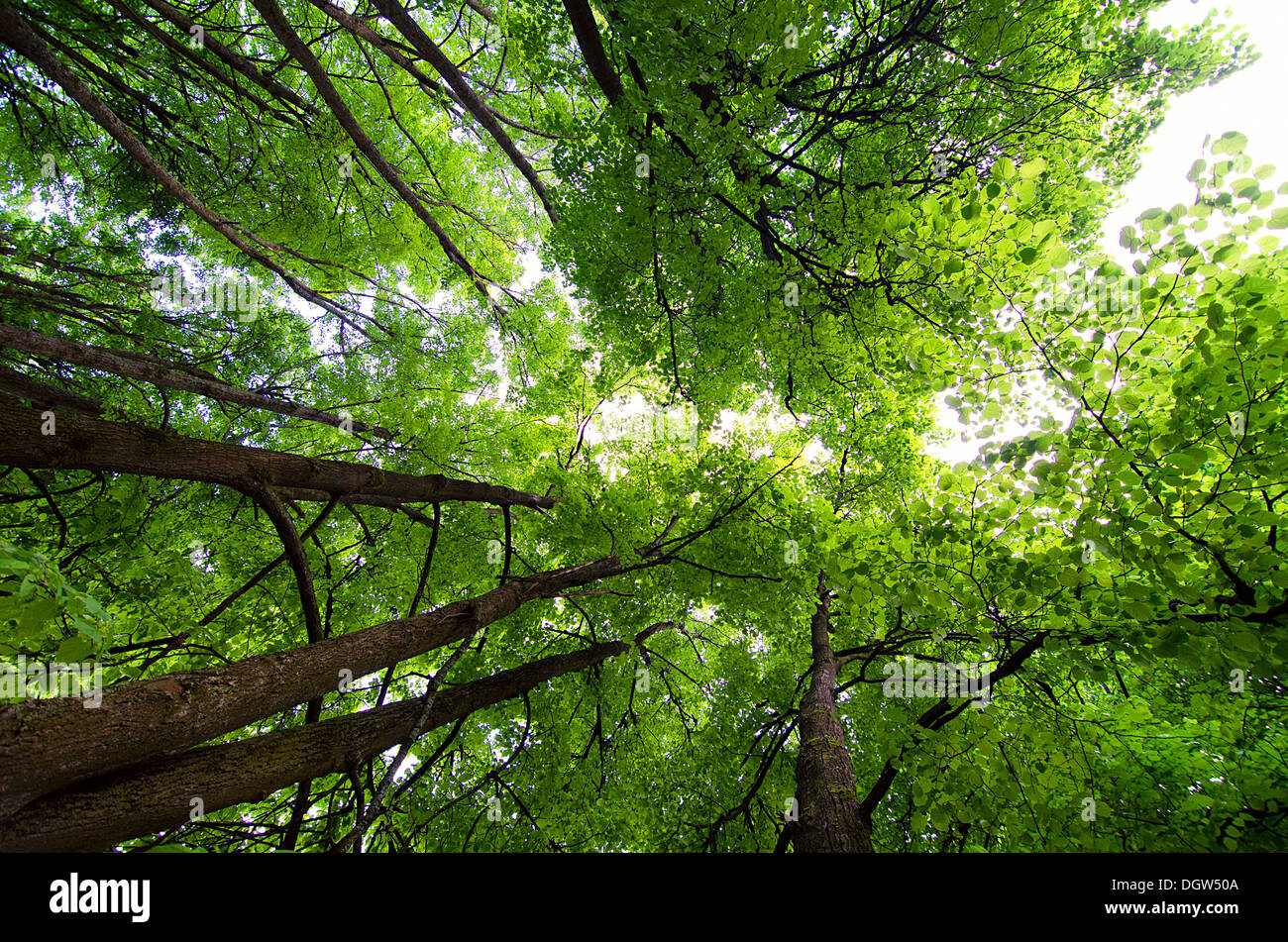 Crone wood hi-res stock photography and images - Alamy