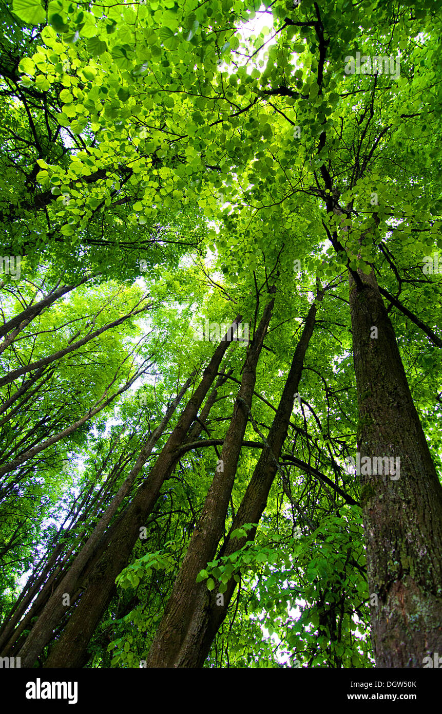 Crone wood hi-res stock photography and images - Alamy