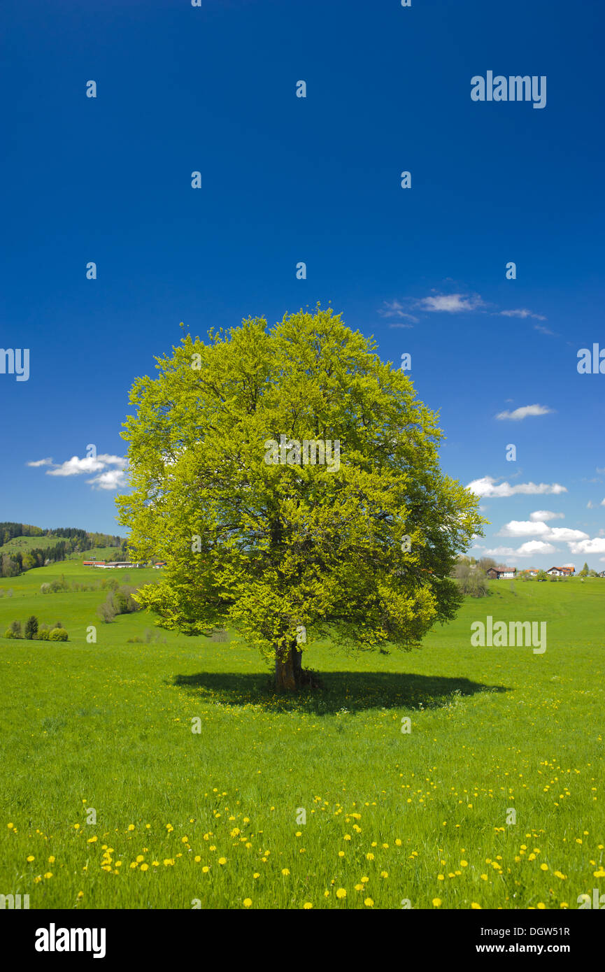 single big old beech tree Stock Photo - Alamy