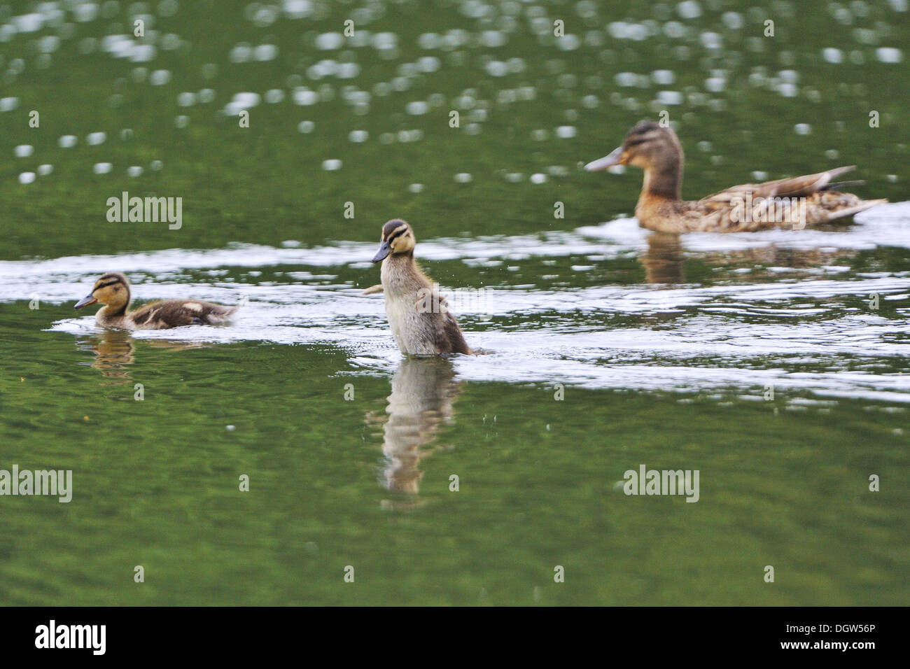 Mallard and mate hi-res stock photography and images - Alamy