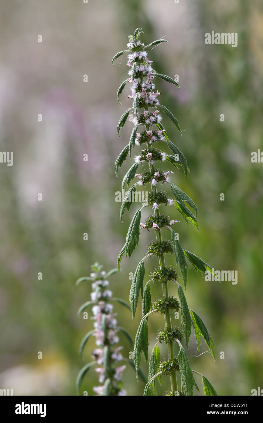 Leonura cardiaca, Motherwort Stock Photo - Alamy