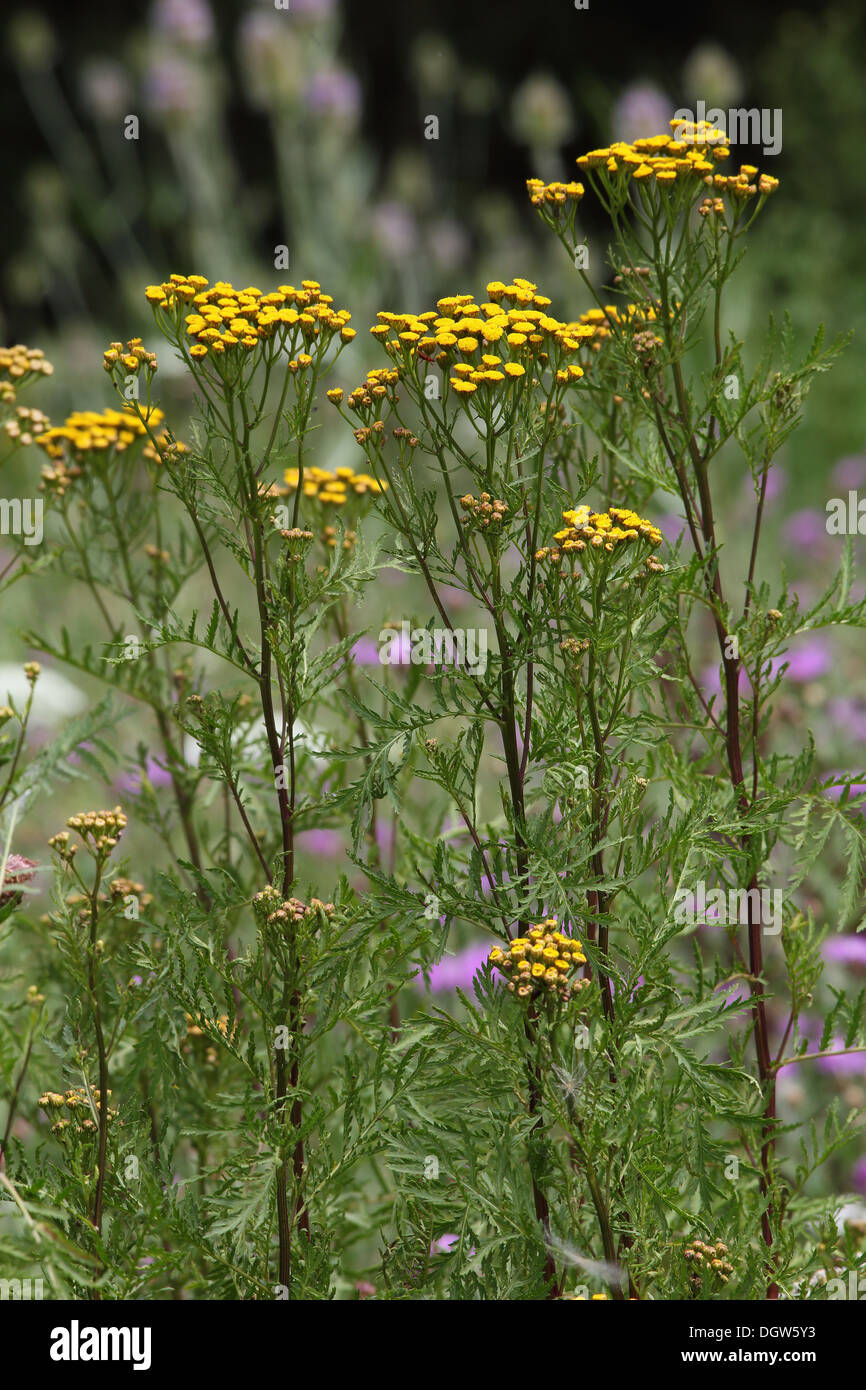 Tanacetum vulgare, Common Tansy Stock Photo - Alamy