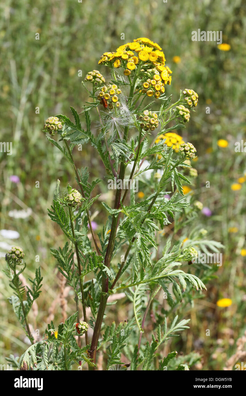 Tanacetum blumen hi-res stock photography and images - Alamy