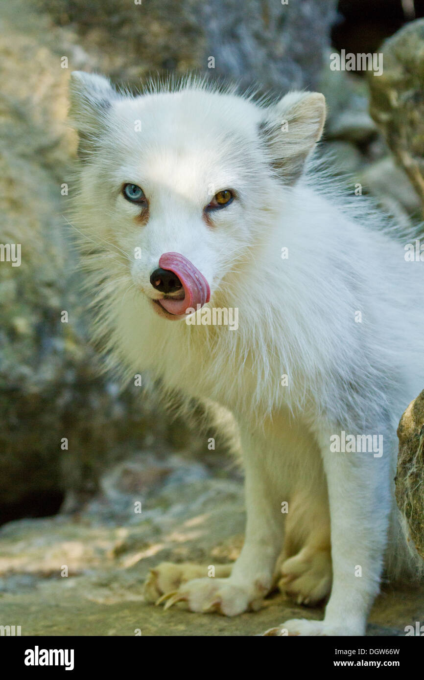 Arctic Fox (Alopex lagopus Stock Photo - Alamy