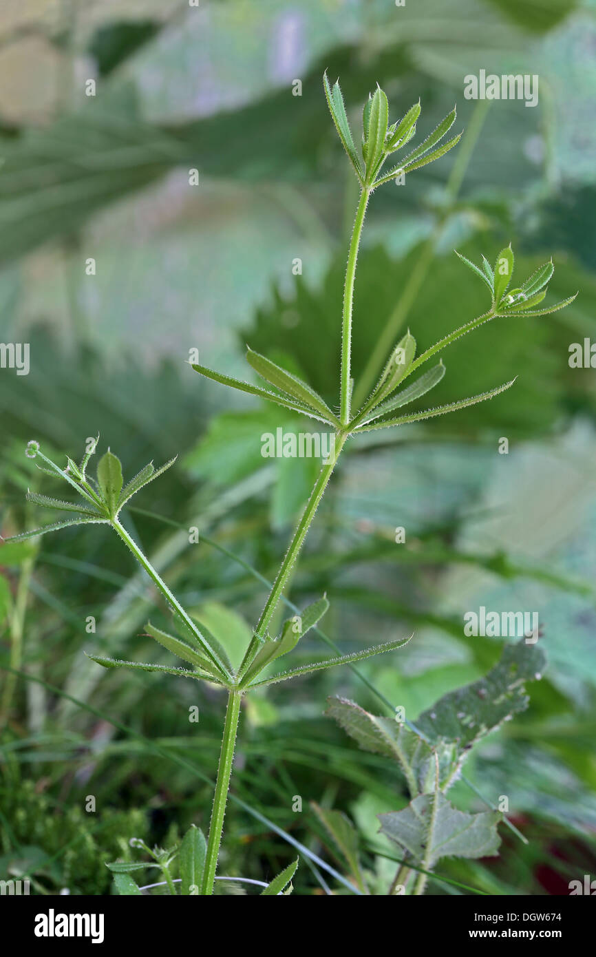 Stickywilly, cleavers, Galium aparine Stock Photo - Alamy