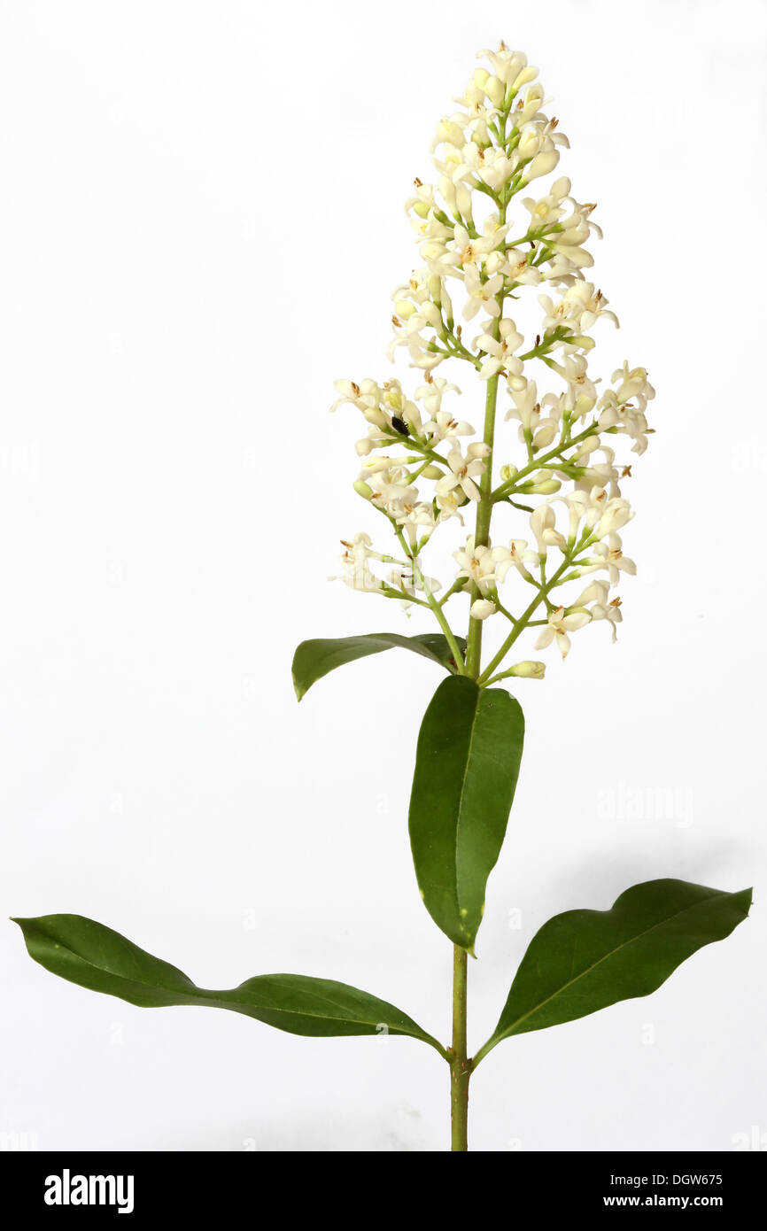 Evergreen shrub thicket hi-res stock photography and images - Alamy