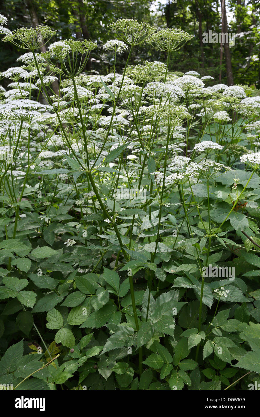 Aegopodium podagraria, Ground Elder Stock Photo - Alamy