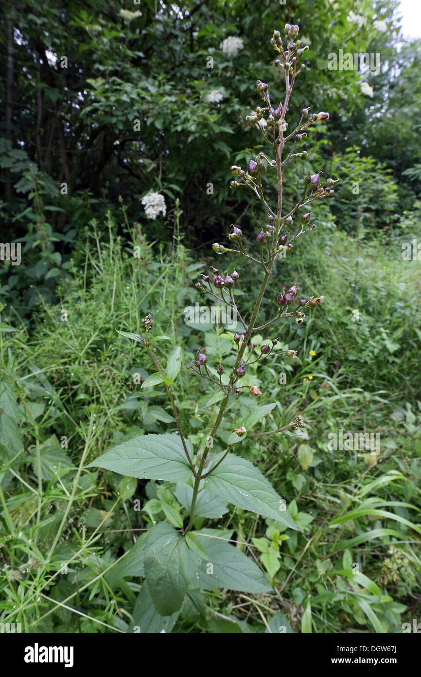 Scrophularia Nodosa High Resolution Stock Photography and Images - Alamy