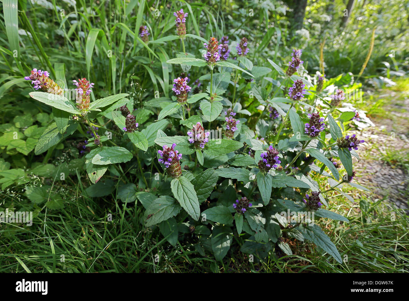 Self heal flower leaf hi-res stock photography and images - Alamy