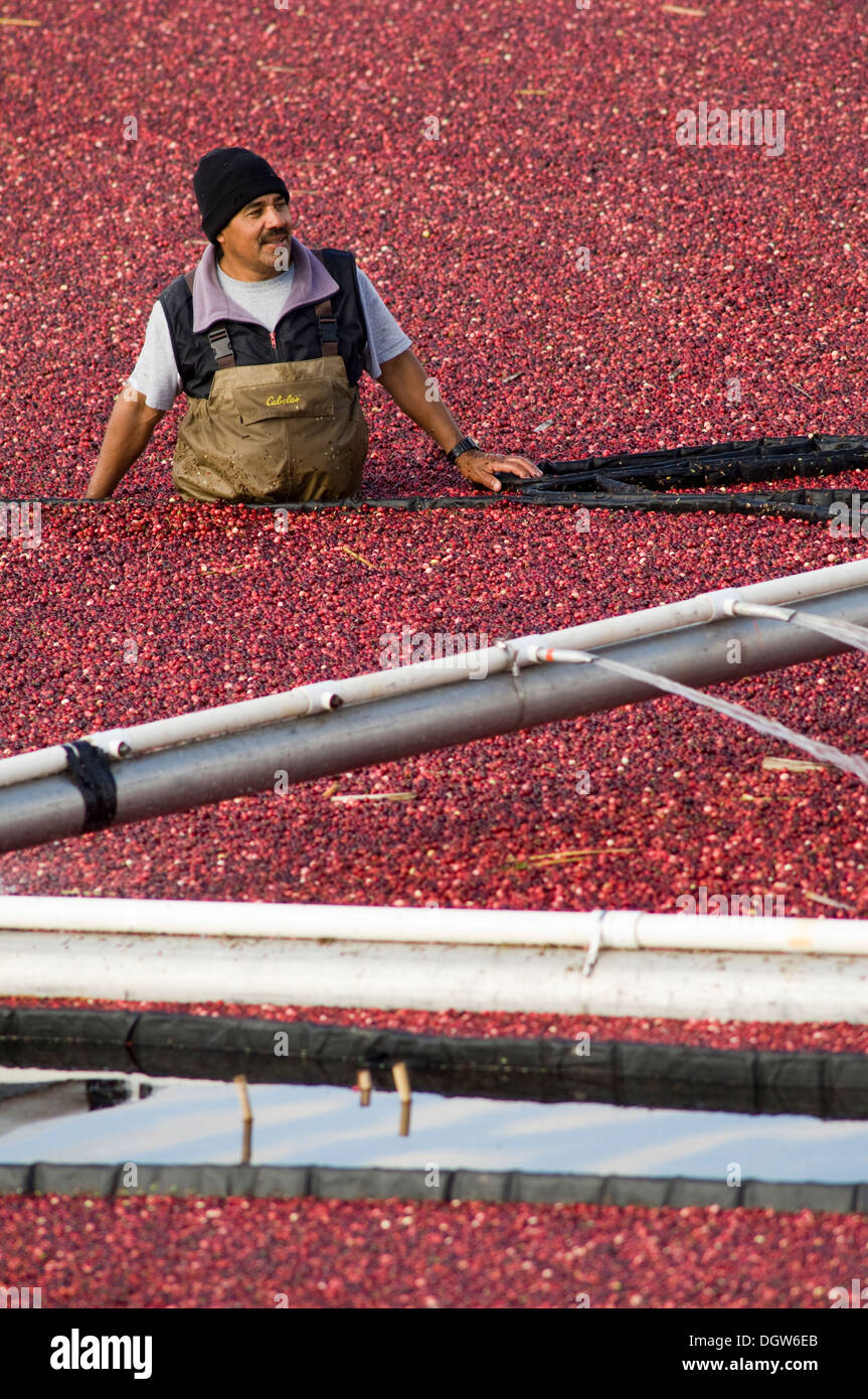 Cranberry Harvest High Resolution Stock Photography and Images - Alamy
