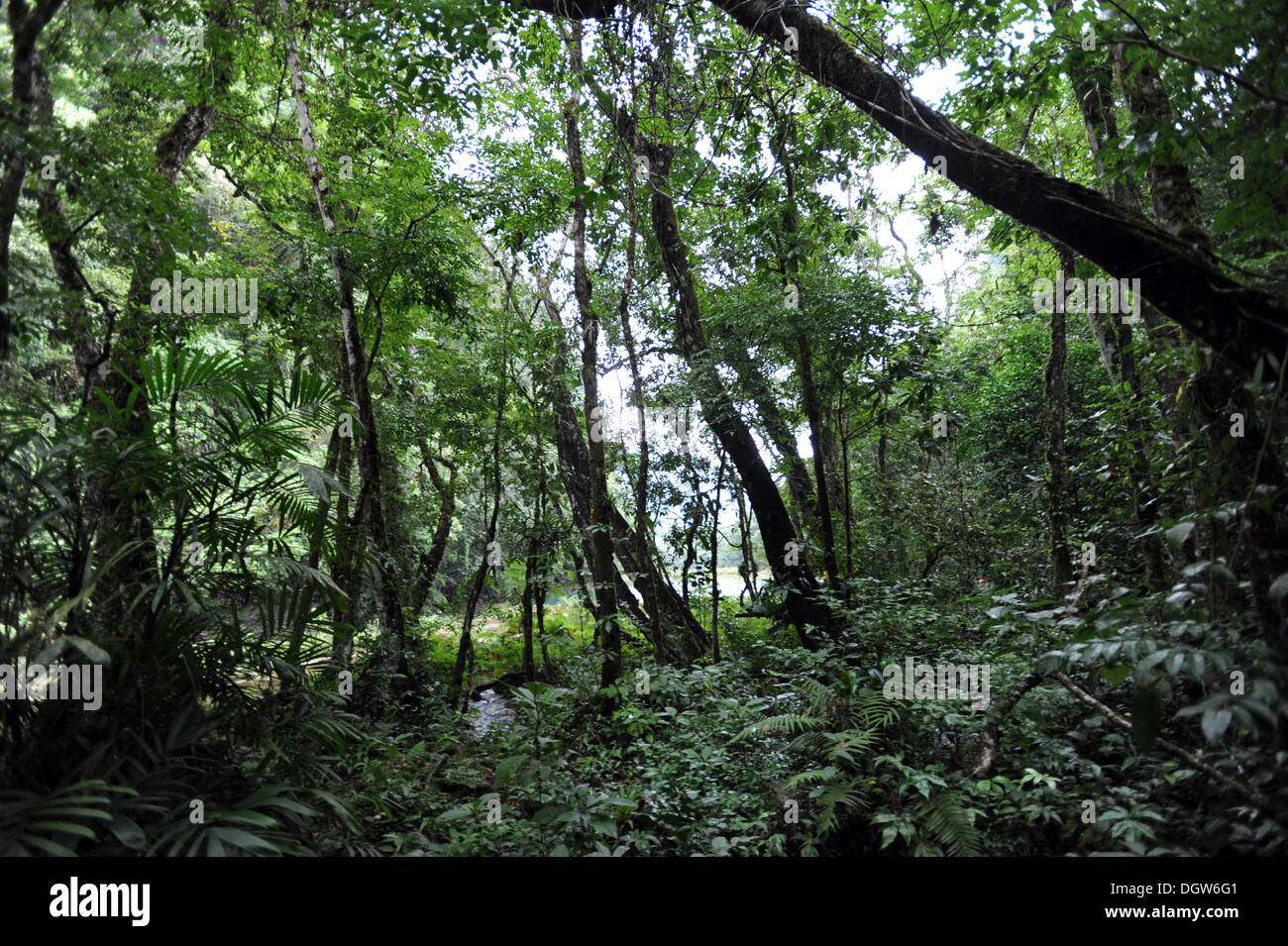 Semuc Champey, in the Alta Verapaz region of Guatemala, consists of a ...