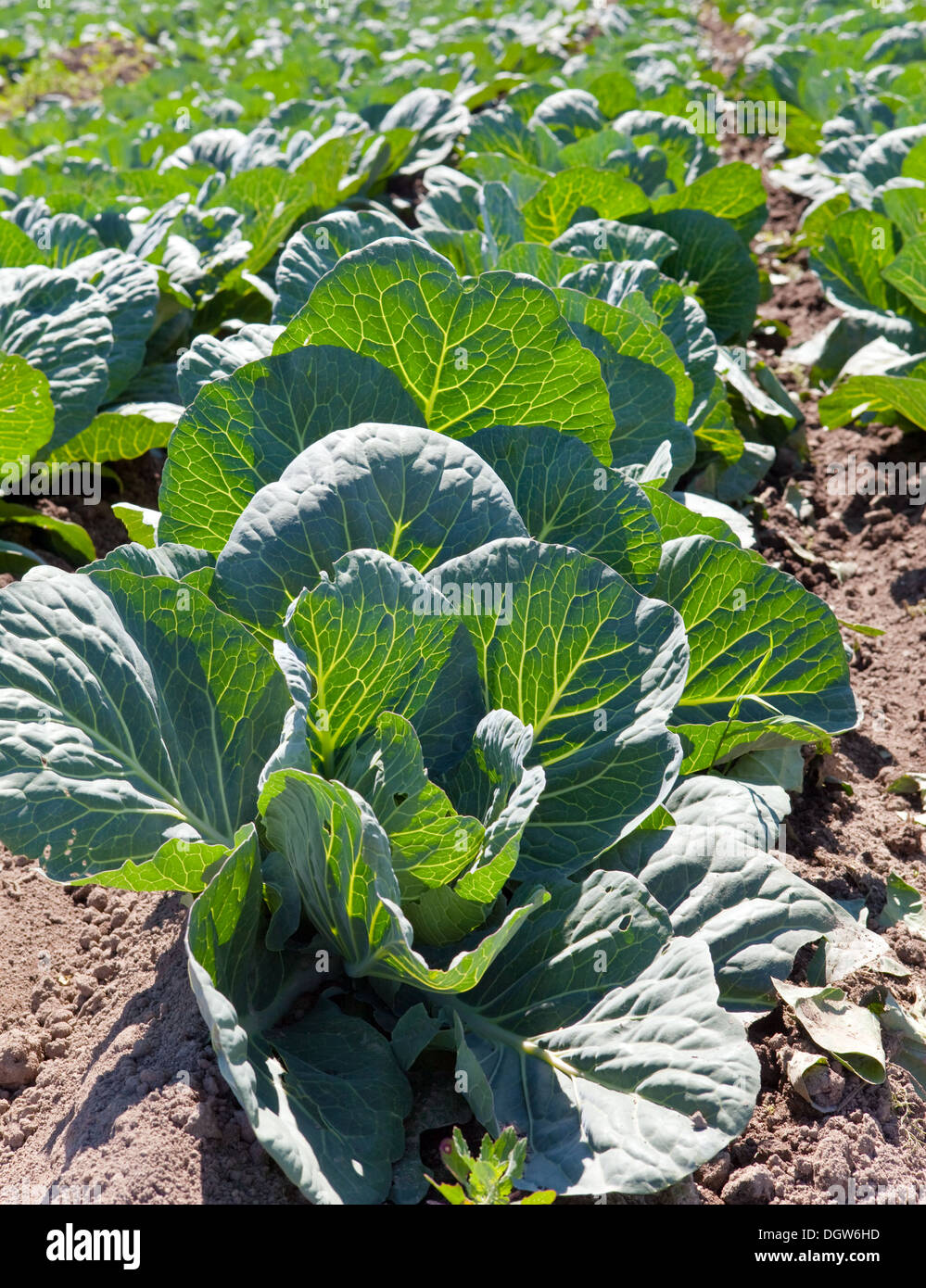 Pretty cabbage hi-res stock photography and images - Alamy