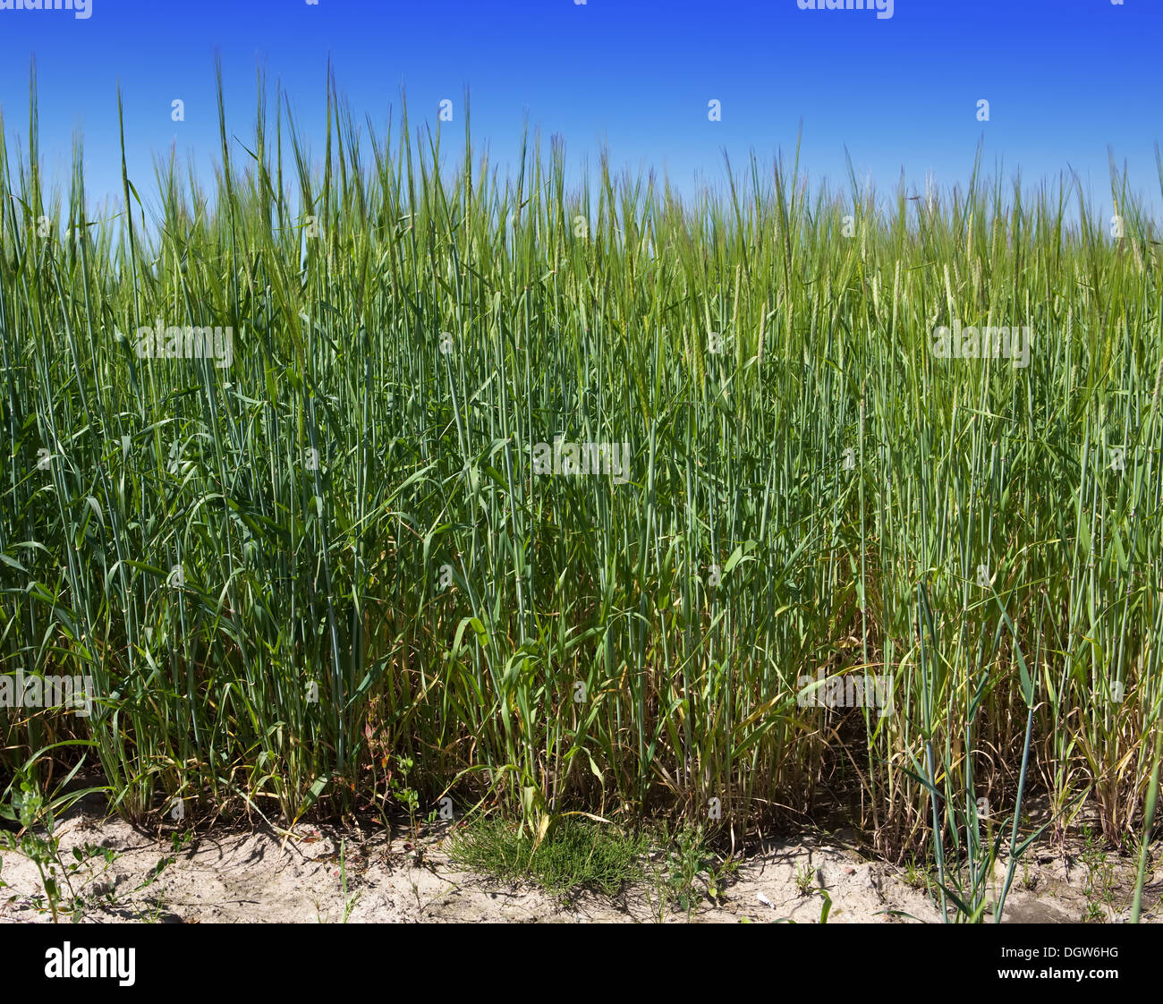 Azure sky hi-res stock photography and images - Alamy