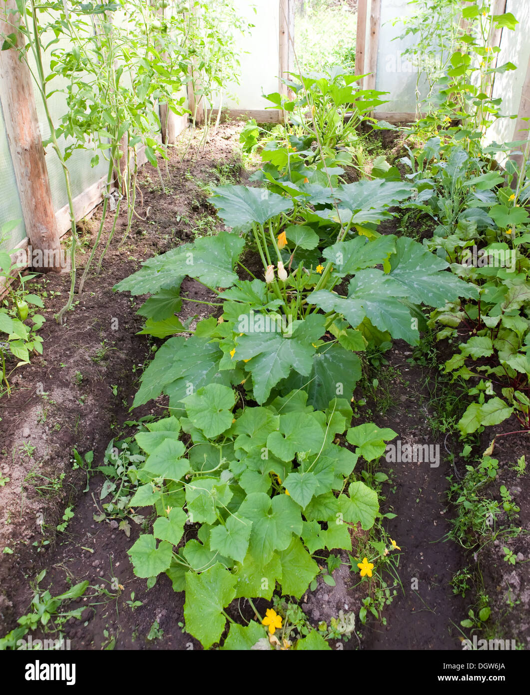 Flower hotbed hi-res stock photography and images - Alamy