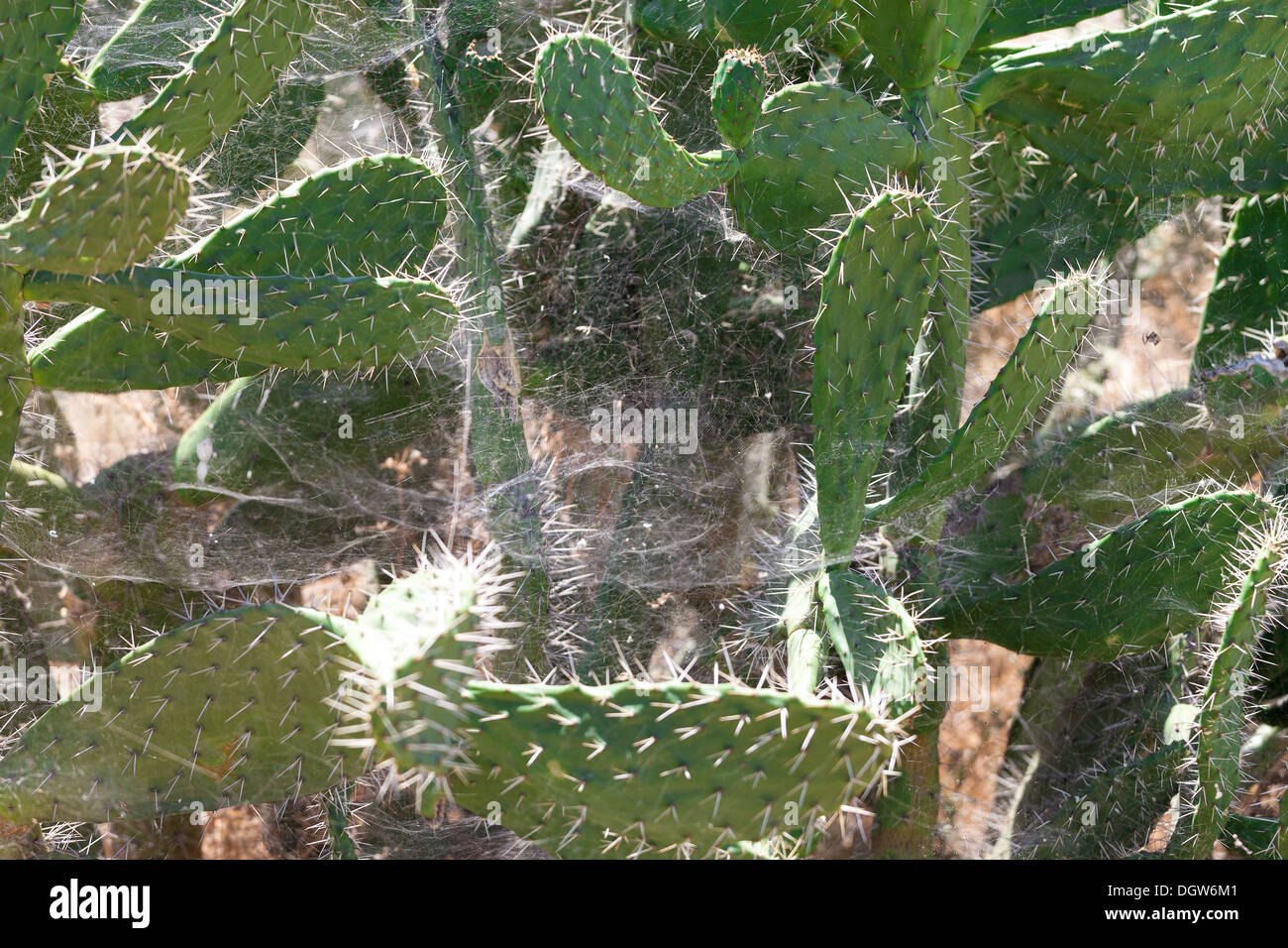 Bush green prickly cactus with spider web Stock Photo - Alamy