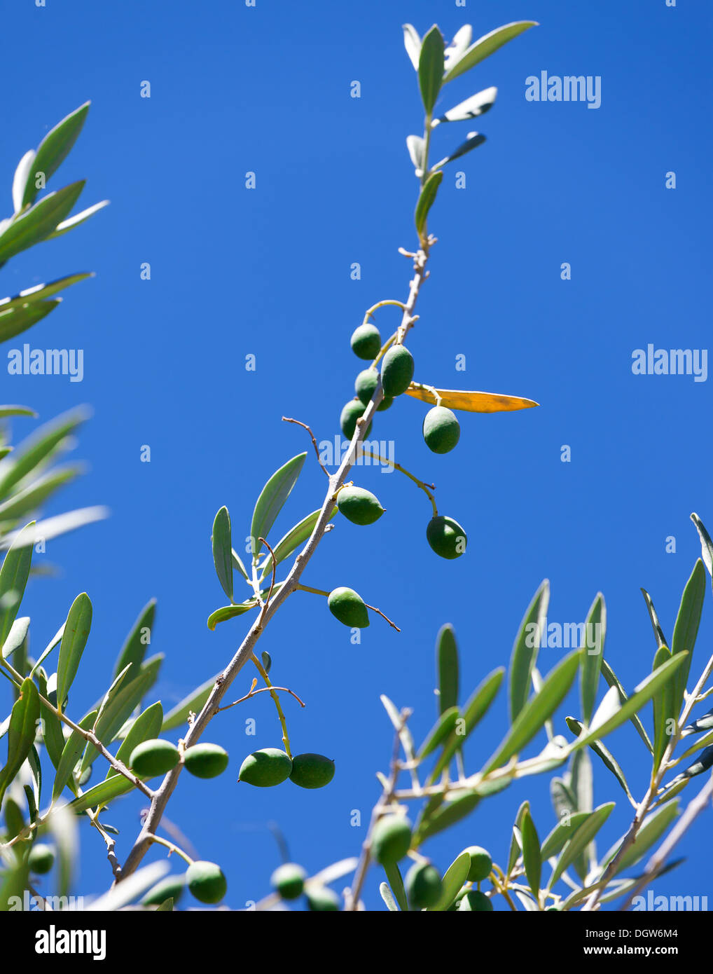 Olive branch with olives Stock Photo - Alamy