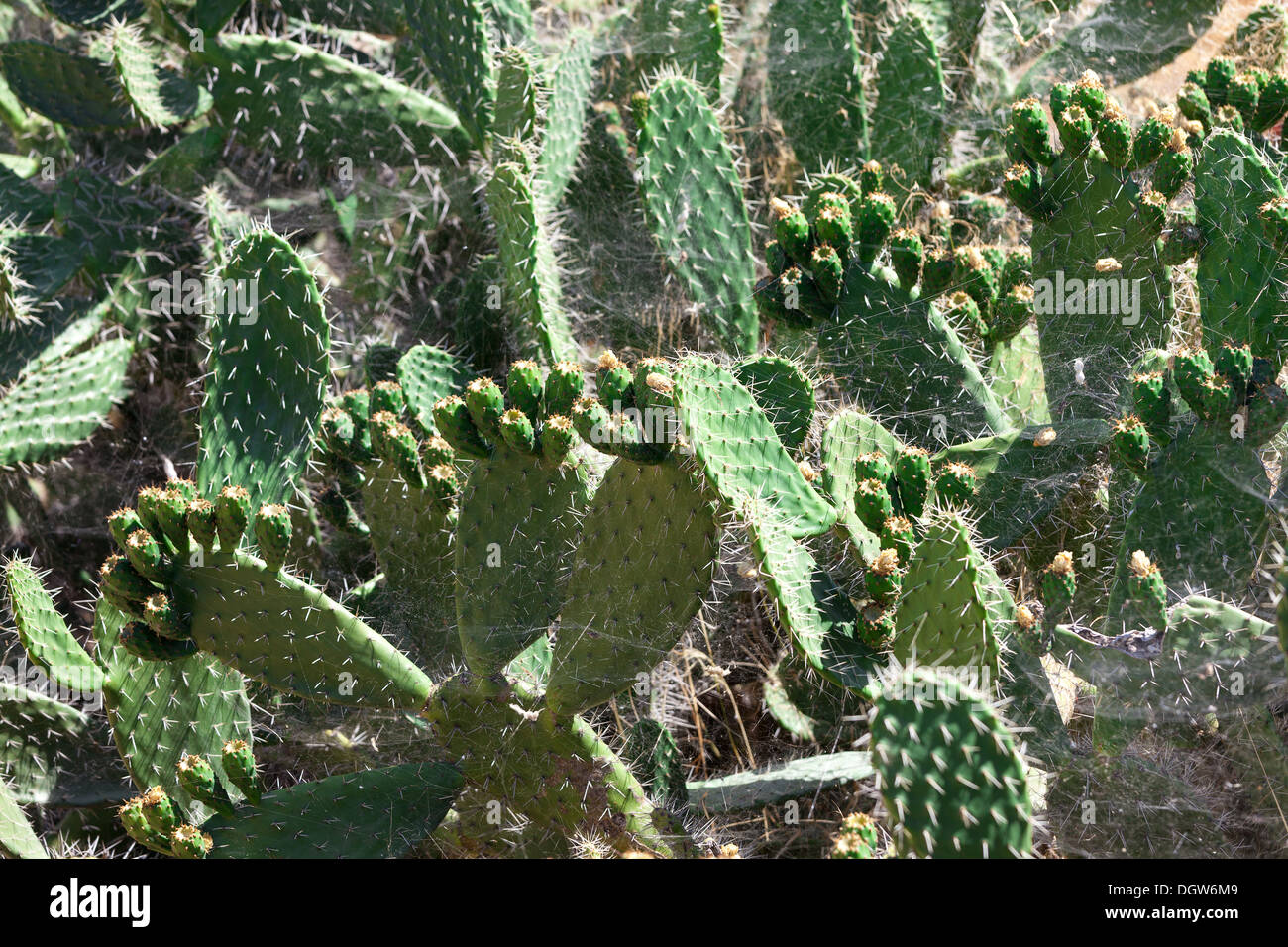 Cactus spider web hi-res stock photography and images - Alamy