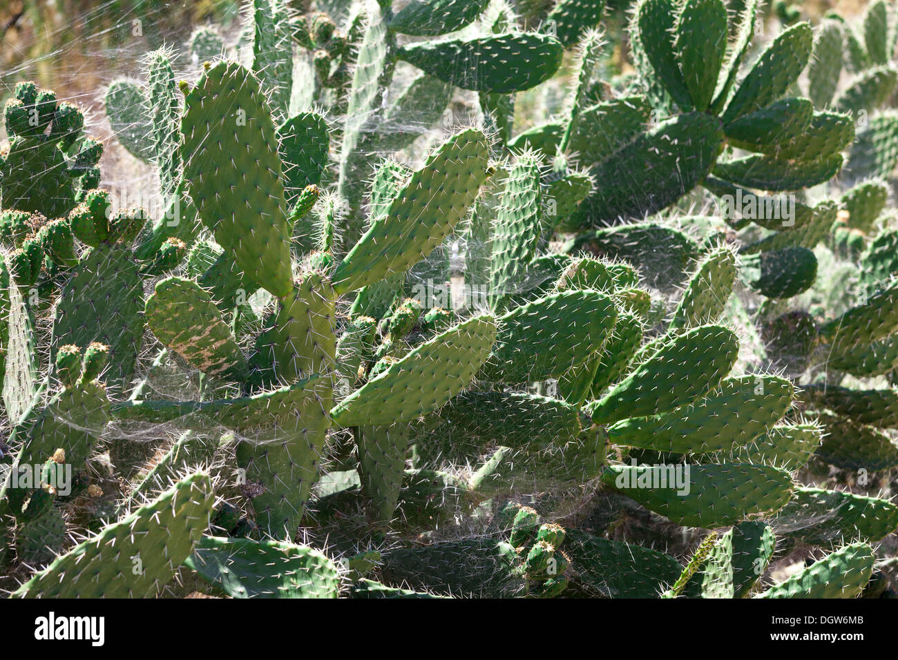 Desert spider cactus hi-res stock photography and images - Alamy