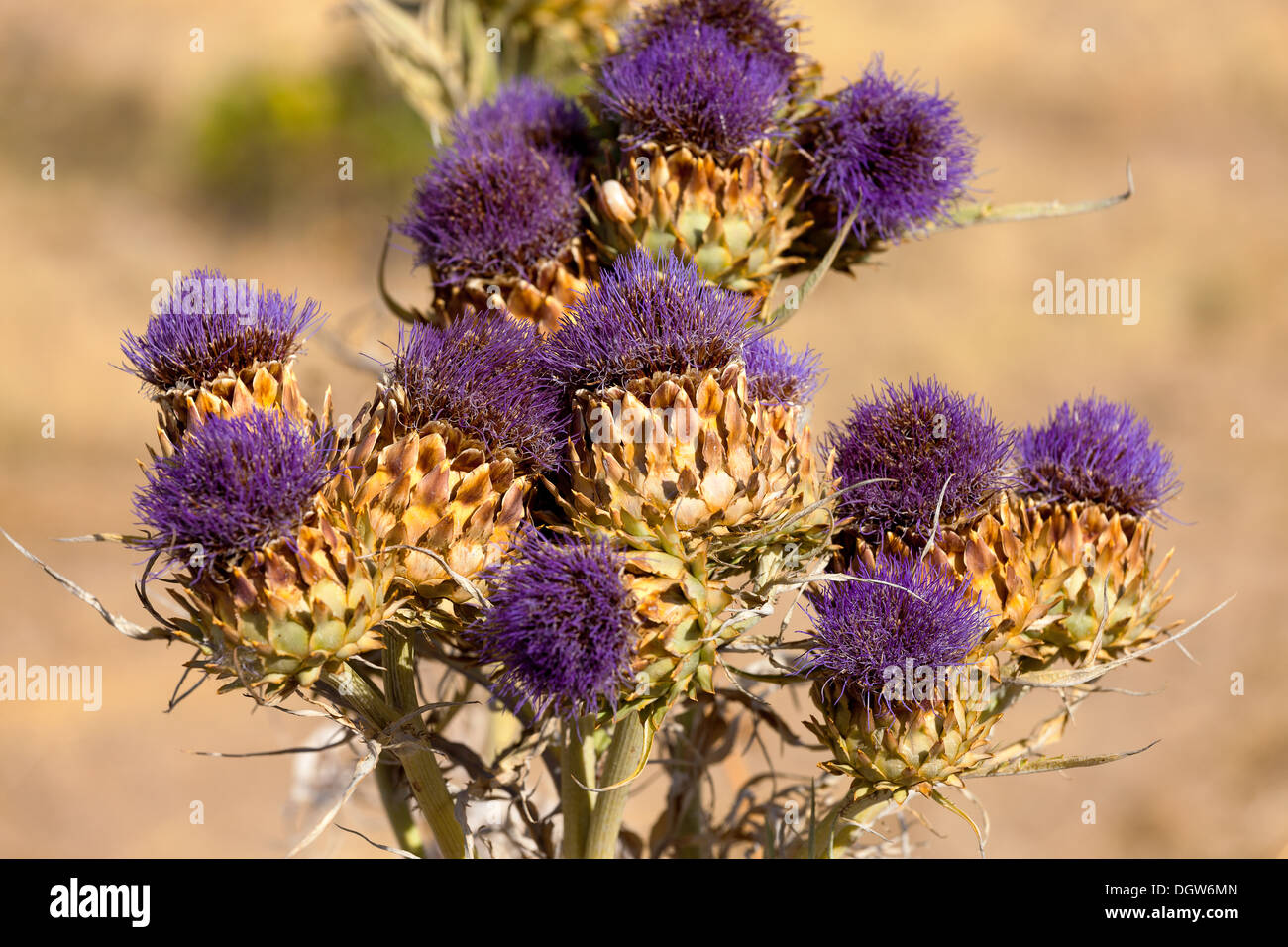 Vibrant milk thistle flowers Stock Photo - Alamy
