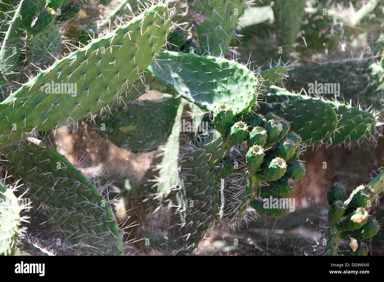 Cactus spider web hi-res stock photography and images - Alamy