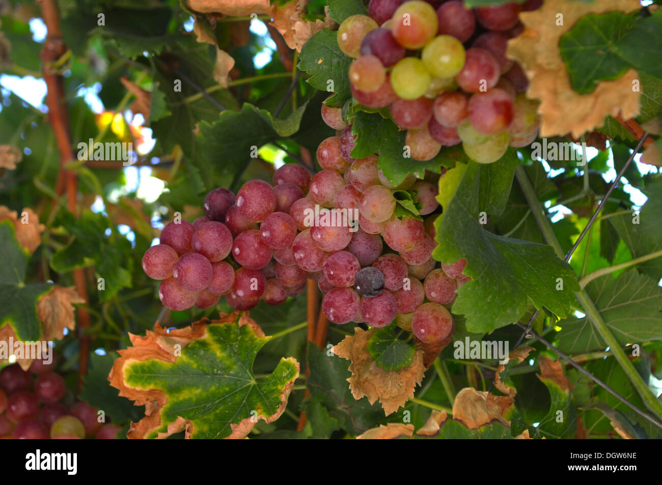 Grape pic hi-res stock photography and images - Alamy
