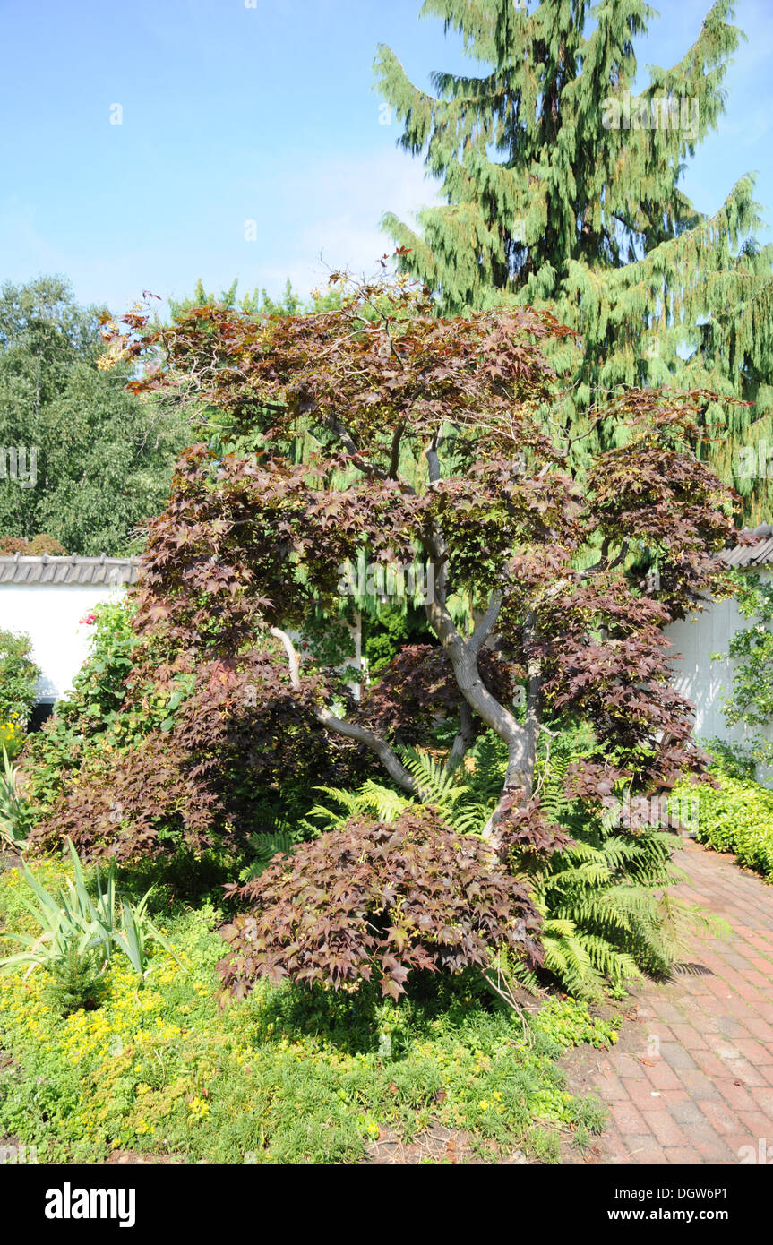 Redleaved japanese maple hi-res stock photography and images - Alamy