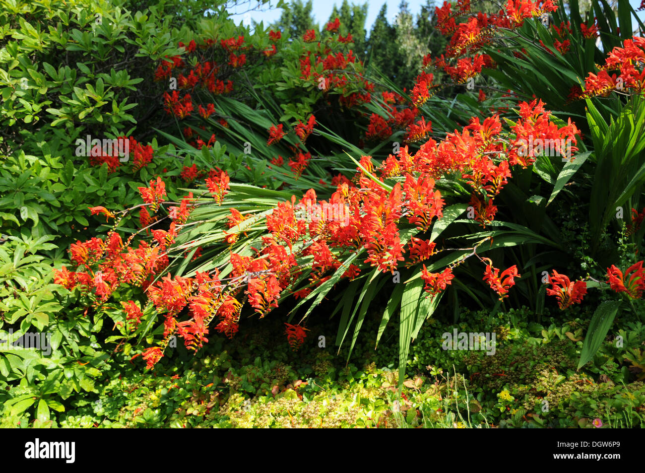 Montbretia High Resolution Stock Photography and Images - Alamy