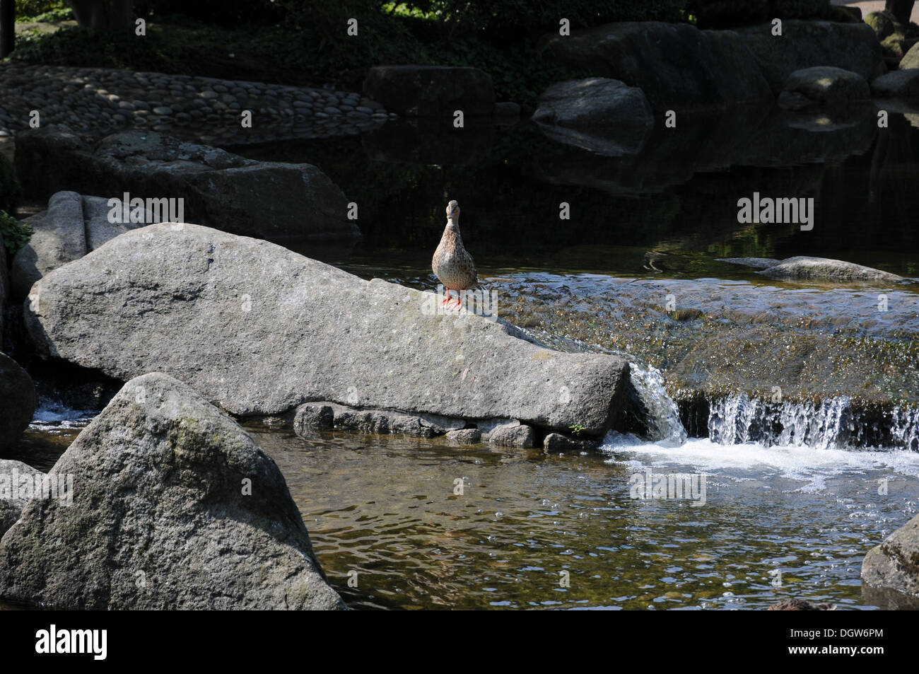 Duck waterfall hi-res stock photography and images - Alamy